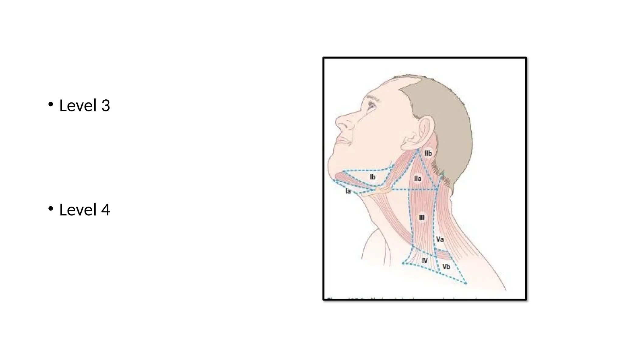 anatomy of neck.pptx and deep neck spaces | PPT