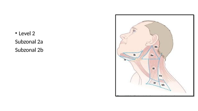 anatomy of neck.pptx and deep neck spaces | PPT