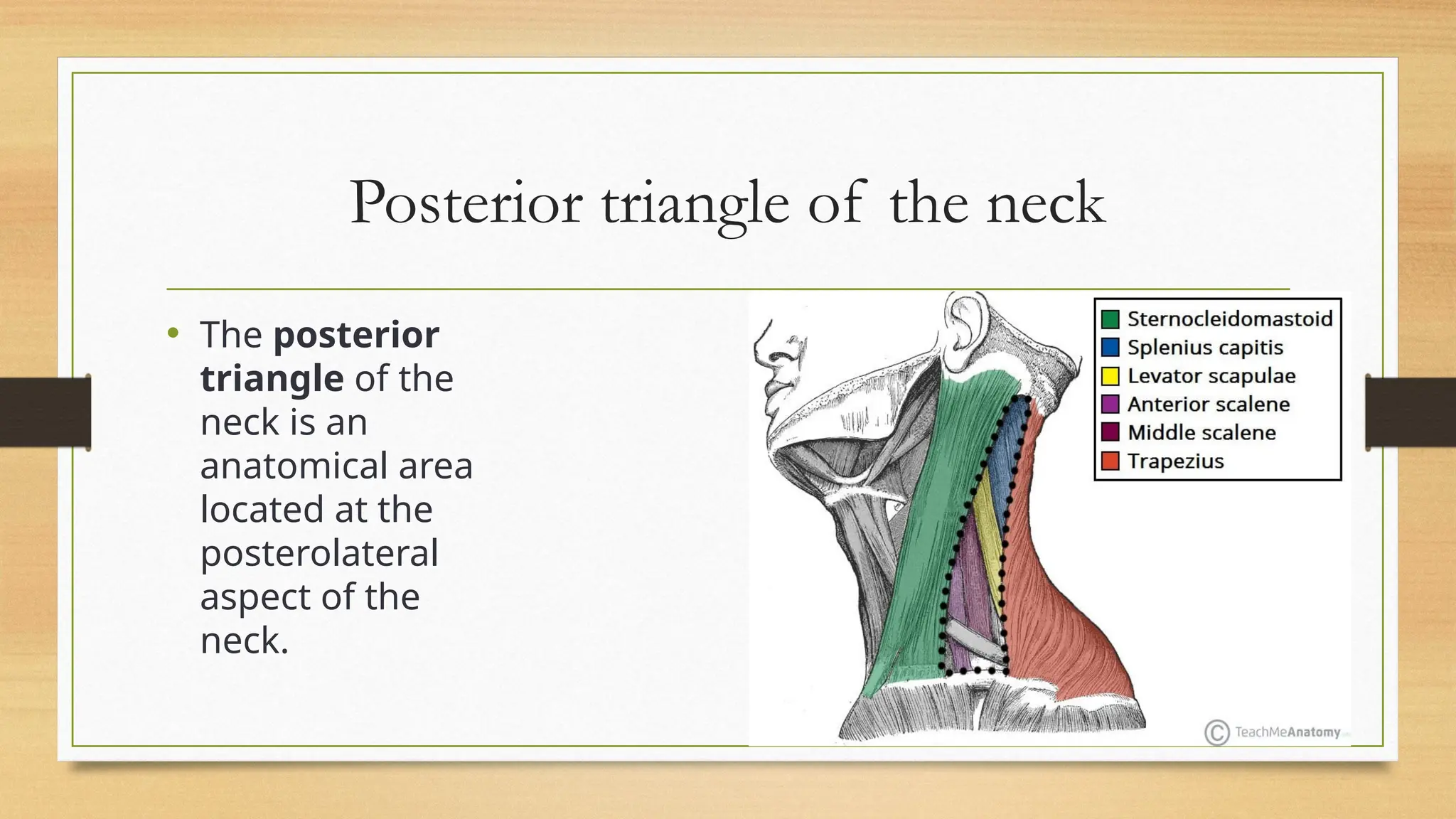 ANATOMY OF NECK.pptx hhghj hhg hyy yyy yyy | PPTX