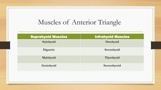 ANATOMY OF NECK.pptx hhghj hhg hyy yyy yyy | PPTX