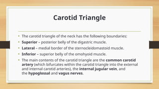 ANATOMY OF NECK.pptx hhghj hhg hyy yyy yyy | PPT