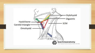 ANATOMY OF NECK.pptx hhghj hhg hyy yyy yyy | PPTX