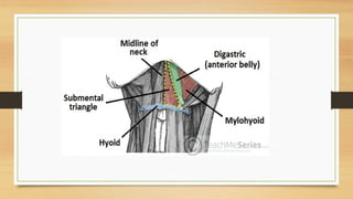 ANATOMY OF NECK.pptx hhghj hhg hyy yyy yyy | PPTX
