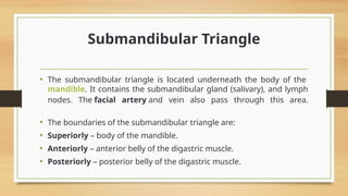 ANATOMY OF NECK.pptx hhghj hhg hyy yyy yyy | PPTX