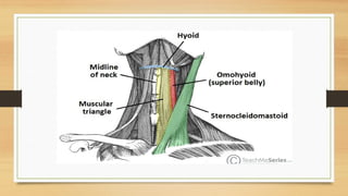 ANATOMY OF NECK.pptx hhghj hhg hyy yyy yyy | PPTX