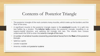 ANATOMY OF NECK.pptx hhghj hhg hyy yyy yyy | PPTX