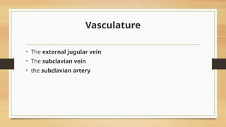ANATOMY OF NECK.pptx hhghj hhg hyy yyy yyy | PPTX