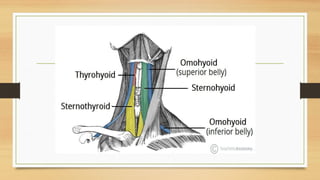 ANATOMY OF NECK.pptx hhghj hhg hyy yyy yyy | PPTX