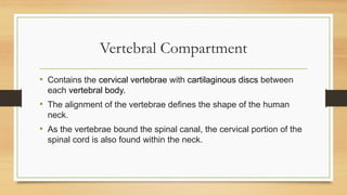 ANATOMY OF NECK.pptx hhghj hhg hyy yyy yyy | PPTX