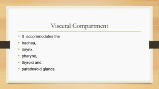 ANATOMY OF NECK.pptx hhghj hhg hyy yyy yyy | PPTX