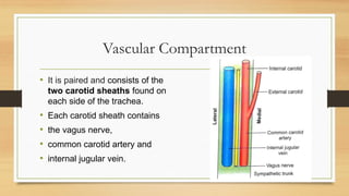 ANATOMY OF NECK.pptx hhghj hhg hyy yyy yyy | PPTX