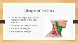 ANATOMY OF NECK.pptx hhghj hhg hyy yyy yyy | PPTX