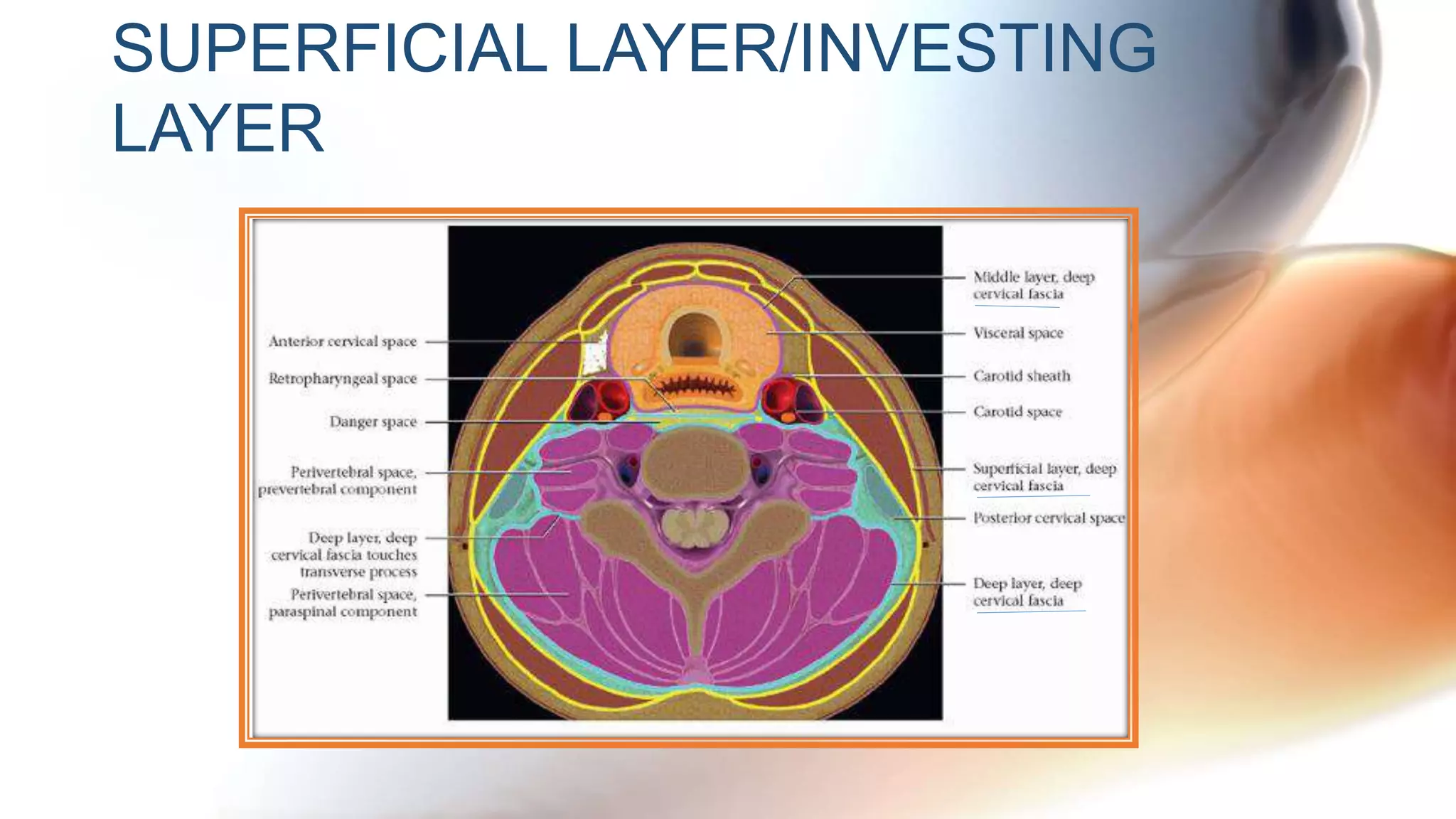Anatomy of deep neck spaces | PPTX