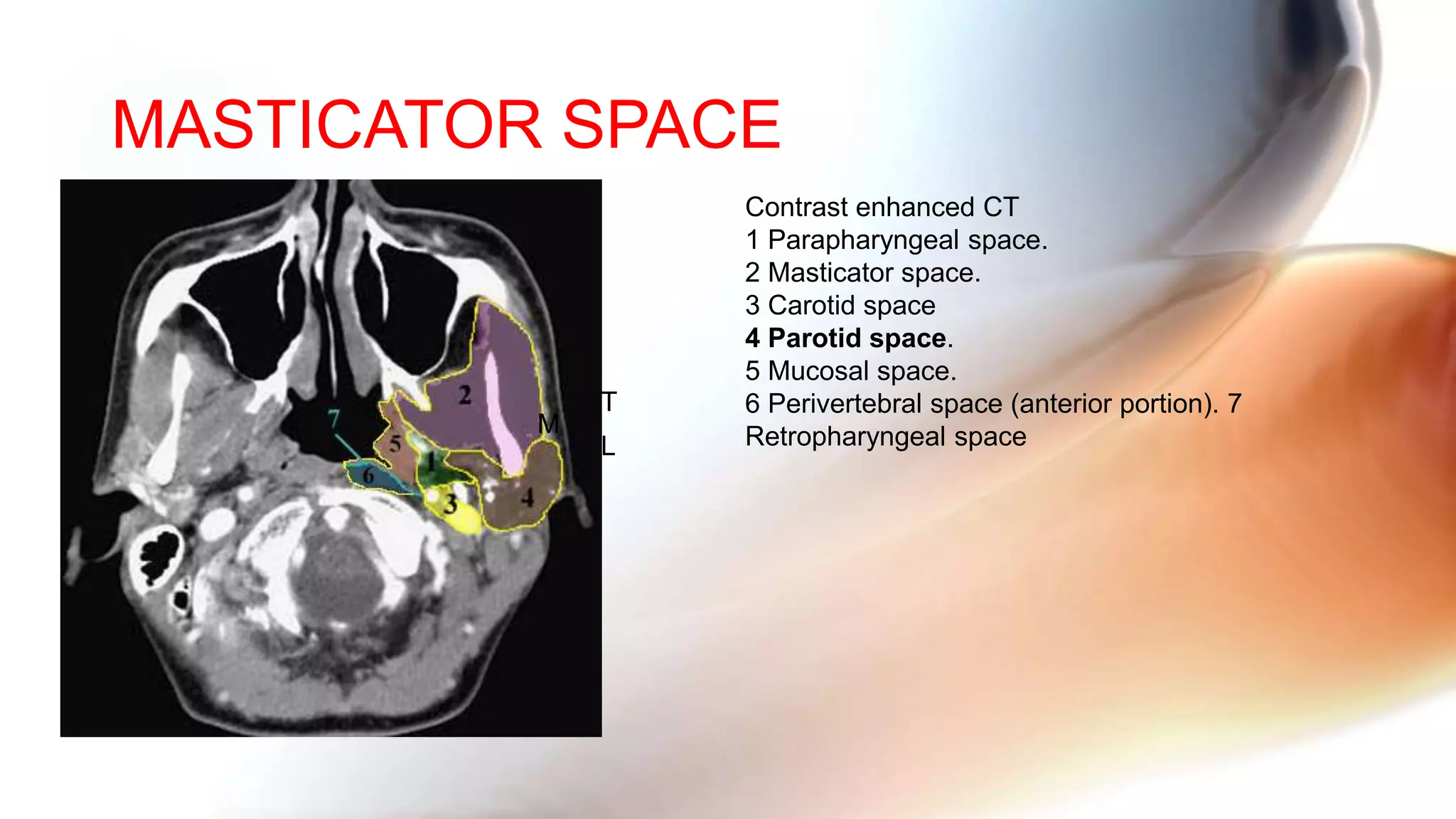 Anatomy of deep neck spaces | PPTX