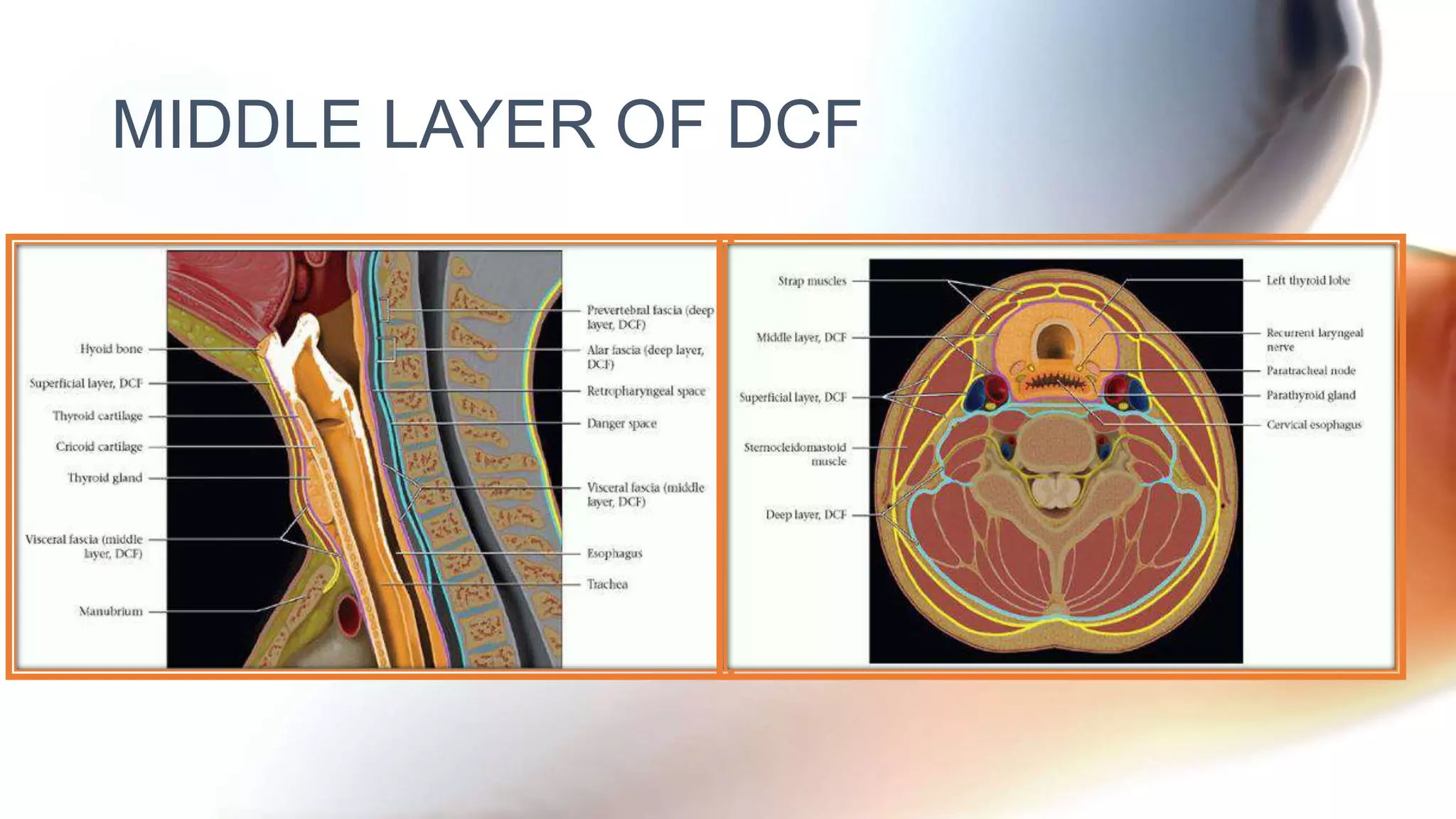 Anatomy of deep neck spaces | PPTX