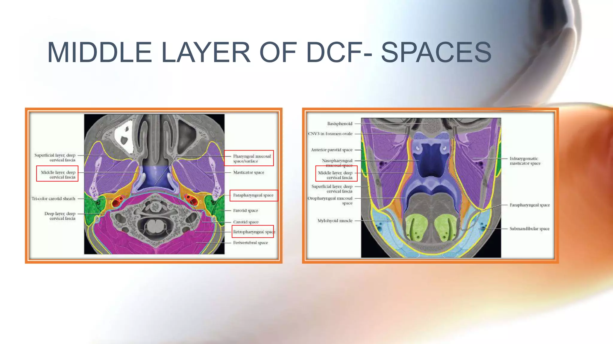 Anatomy of deep neck spaces | PPTX
