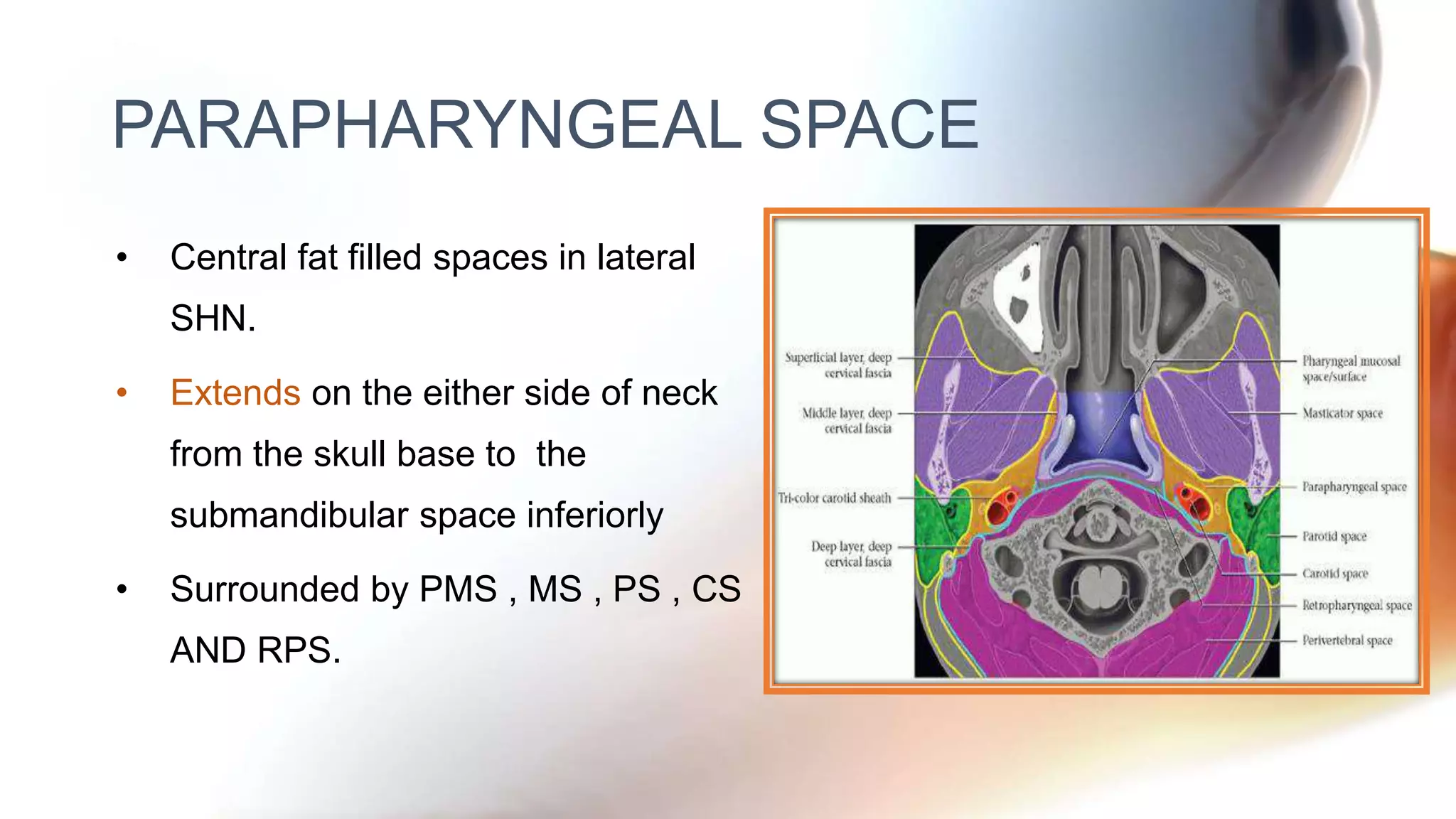 Anatomy of deep neck spaces | PPTX