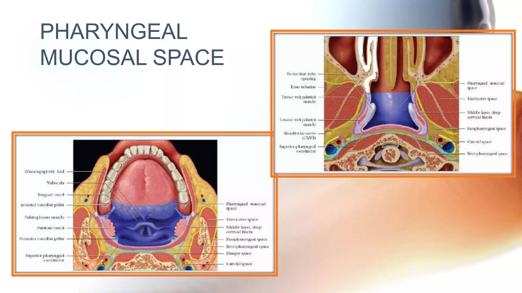 Anatomy of deep neck spaces | PPTX