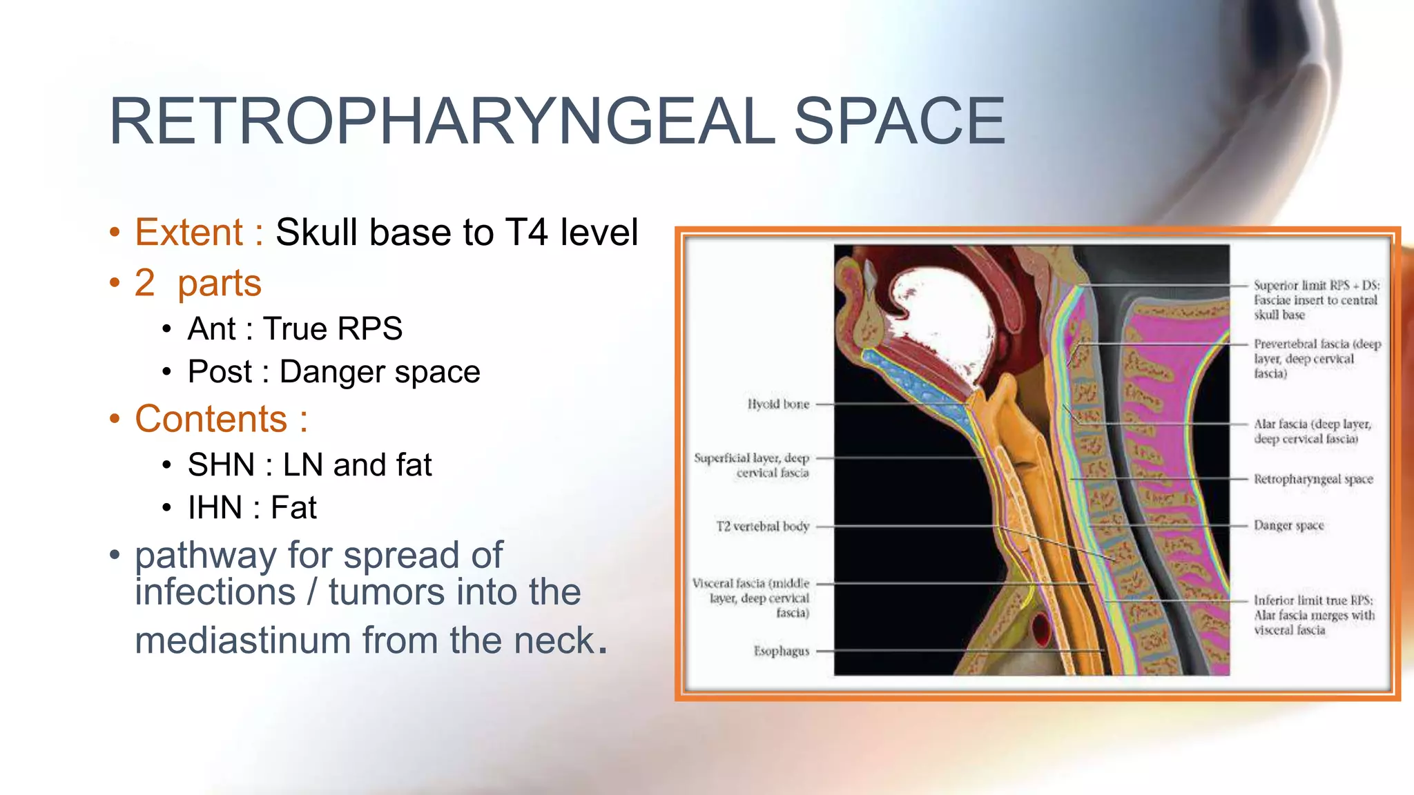 Anatomy of deep neck spaces | PPTX