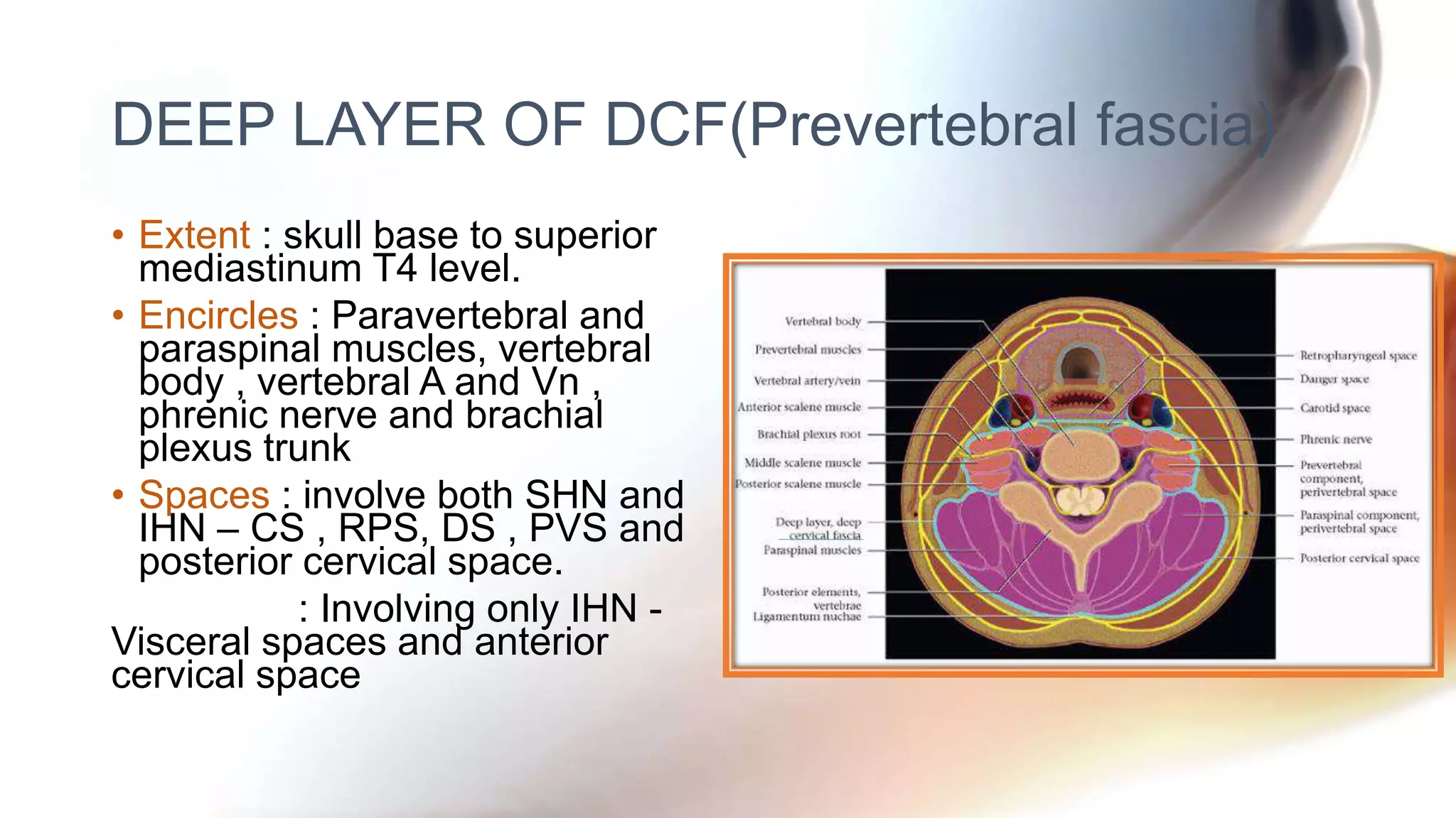 Anatomy of deep neck spaces | PPTX