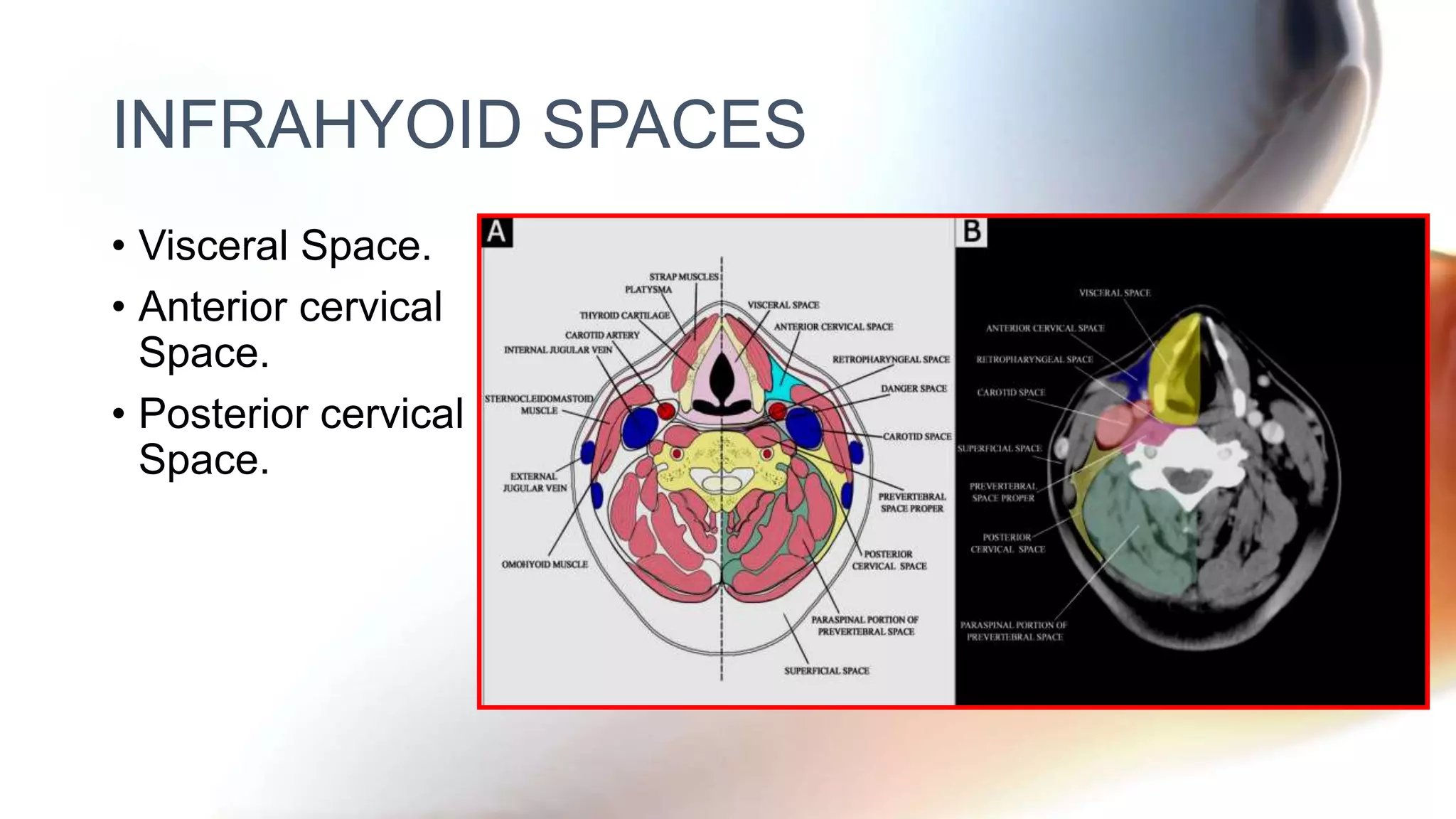 Anatomy of deep neck spaces | PPTX