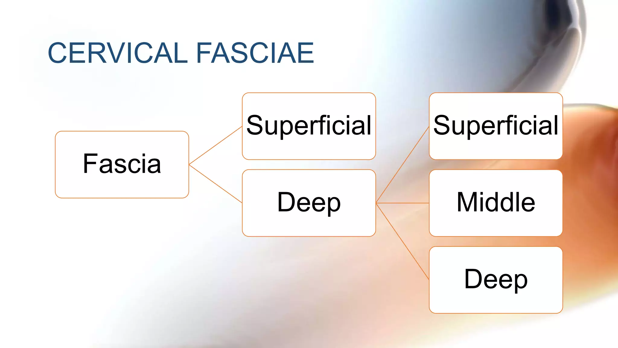Anatomy of deep neck spaces | PPTX