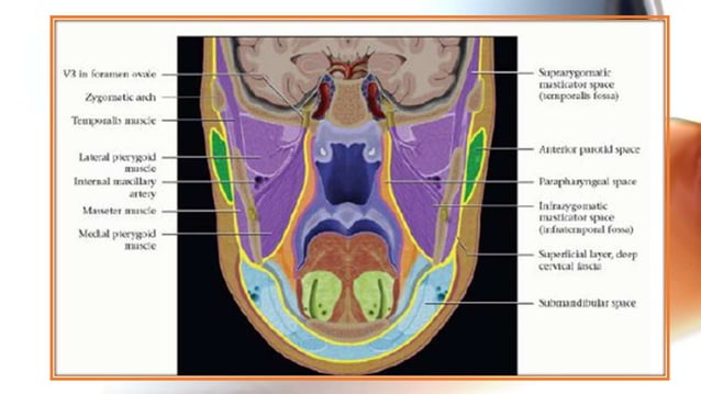 Anatomy of deep neck spaces | PPTX | Death, Injury, or Military ...