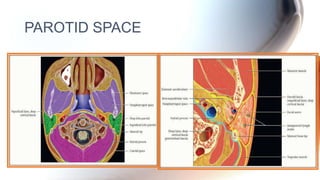 Anatomy of deep neck spaces | PPTX