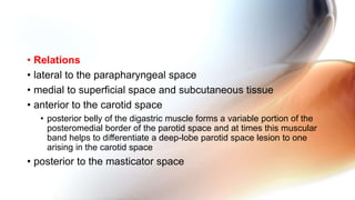 Anatomy of deep neck spaces | PPTX