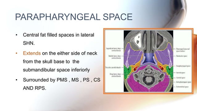 Anatomy of deep neck spaces | PPTX | Death, Injury, or Military ...