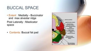 Anatomy of deep neck spaces | PPTX