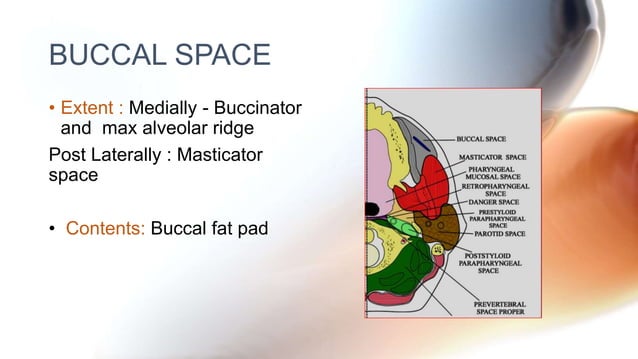 Anatomy of deep neck spaces | PPTX | Death, Injury, or Military ...