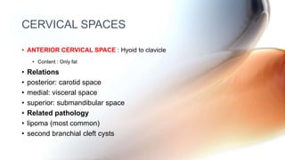 Anatomy of deep neck spaces | PPTX
