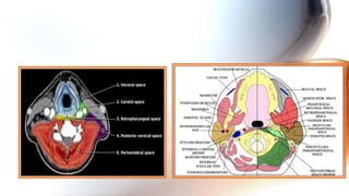 Anatomy of deep neck spaces | PPTX