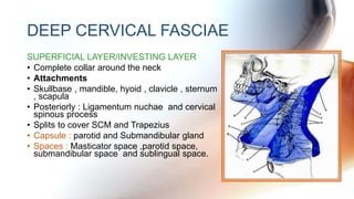 Anatomy of deep neck spaces | PPTX