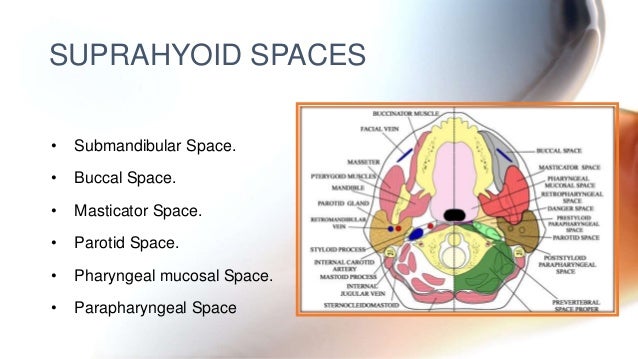 Anatomy of deep neck spaces