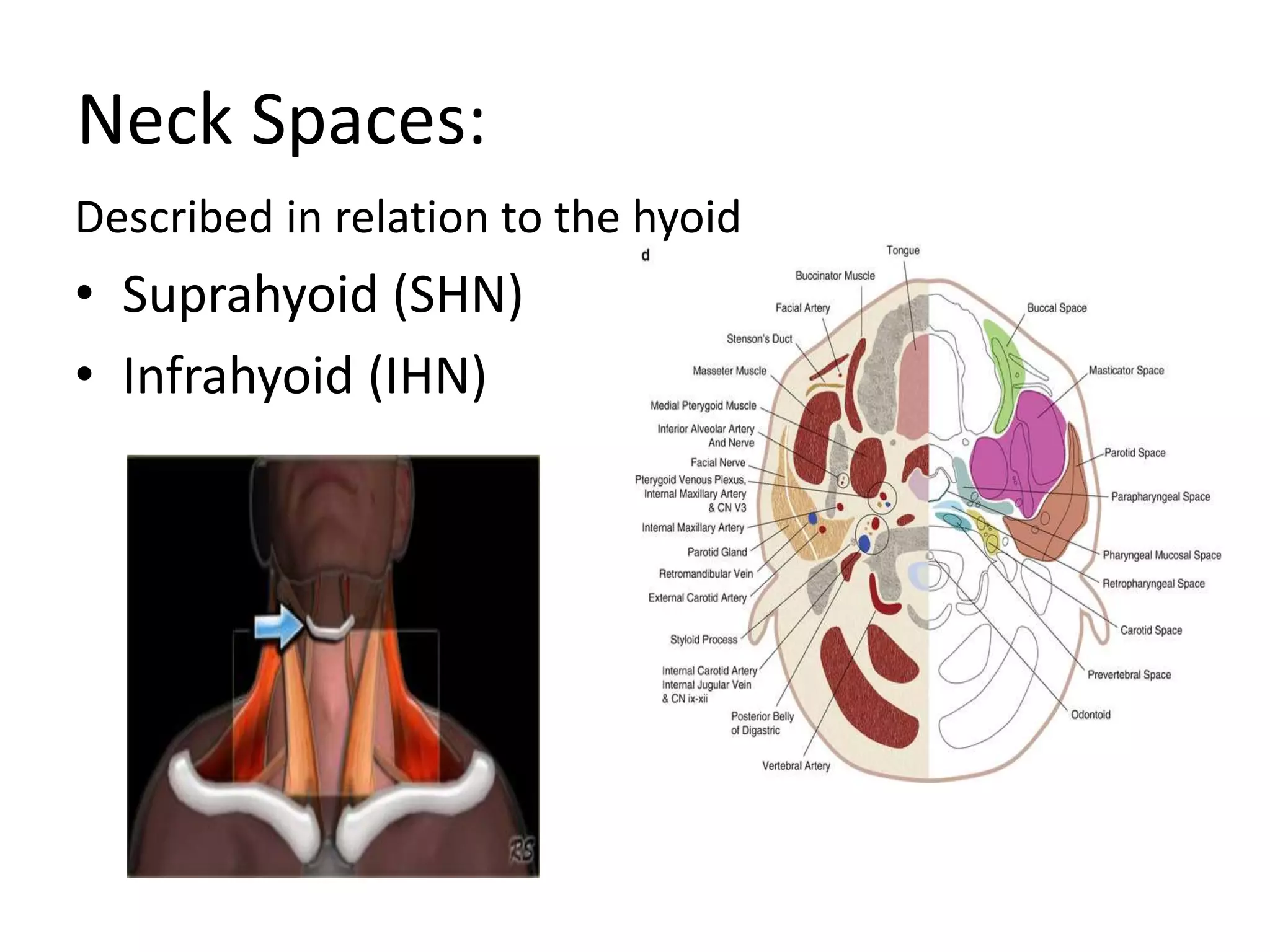Radiological approach to neck spaces | PPTX