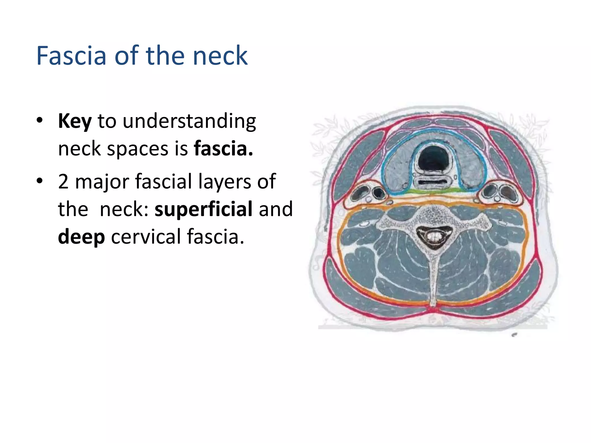 Radiological approach to neck spaces | PPTX