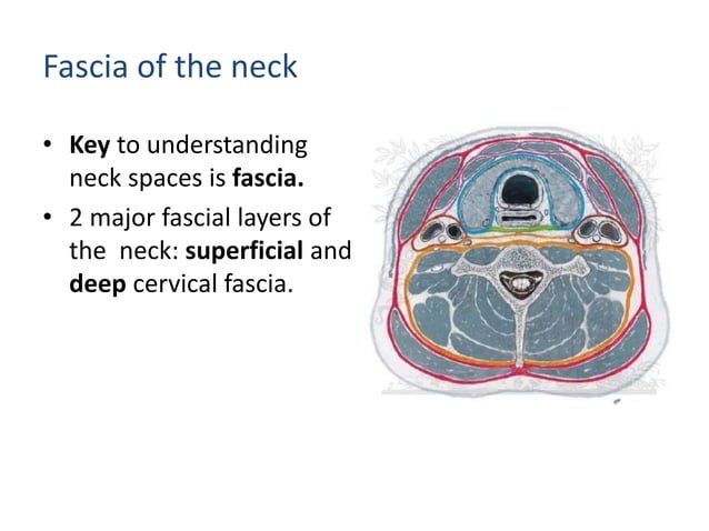 Radiological approach to neck spaces | PPTX