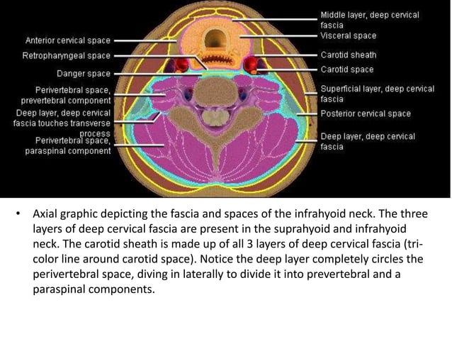 Radiological approach to neck spaces | PPTX