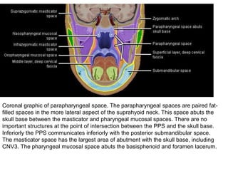 Radiological approach to neck spaces | PPTX