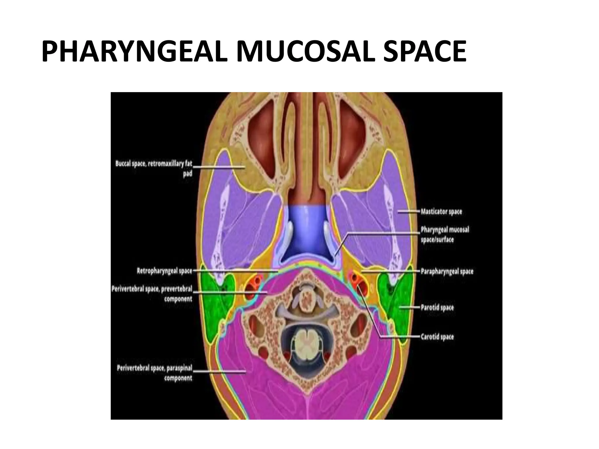 Anatomy of Deep Neck spaces Radiology Pictorial representation | PPTX