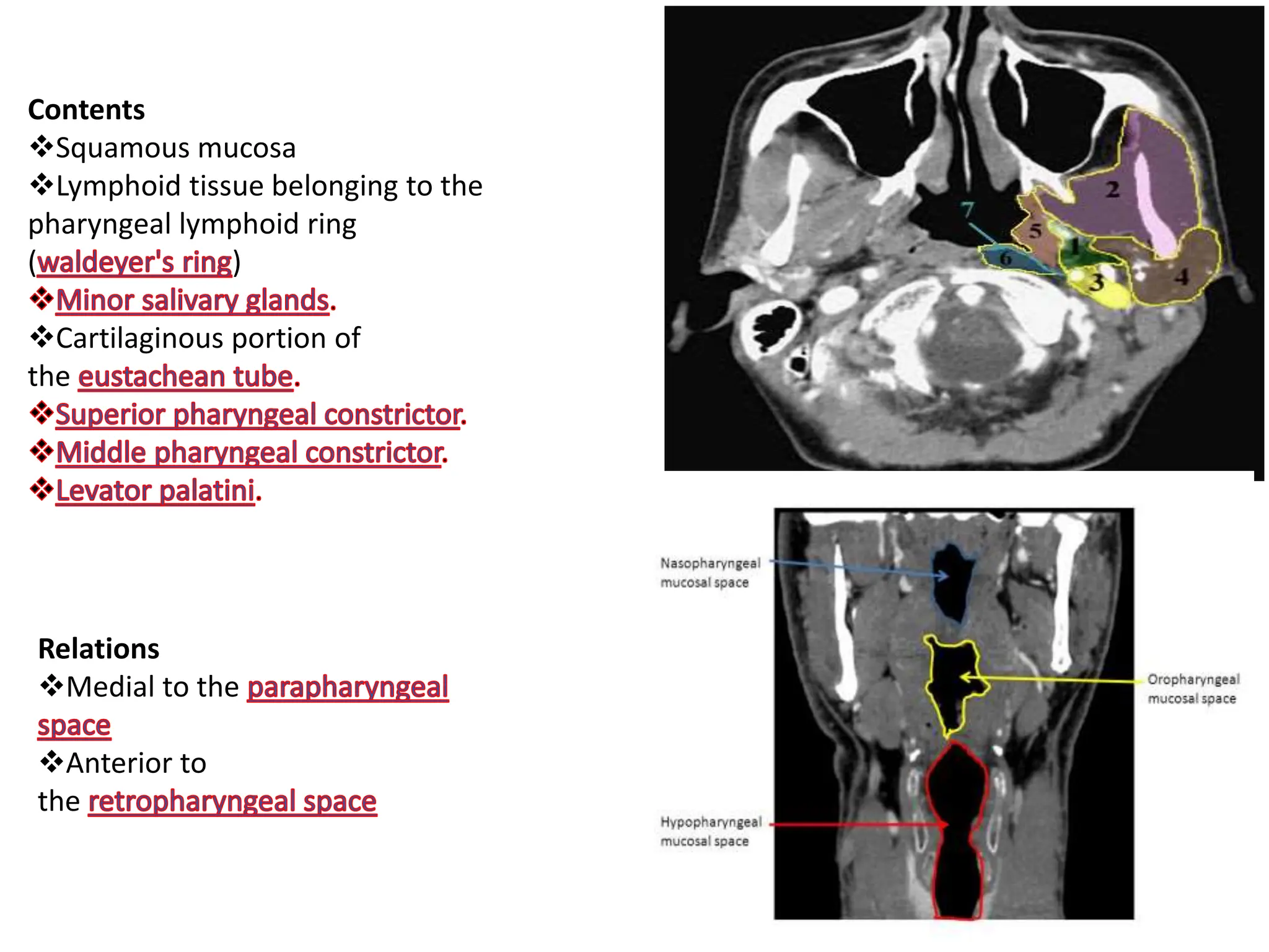 Anatomy of Deep Neck spaces Radiology Pictorial representation | PPTX