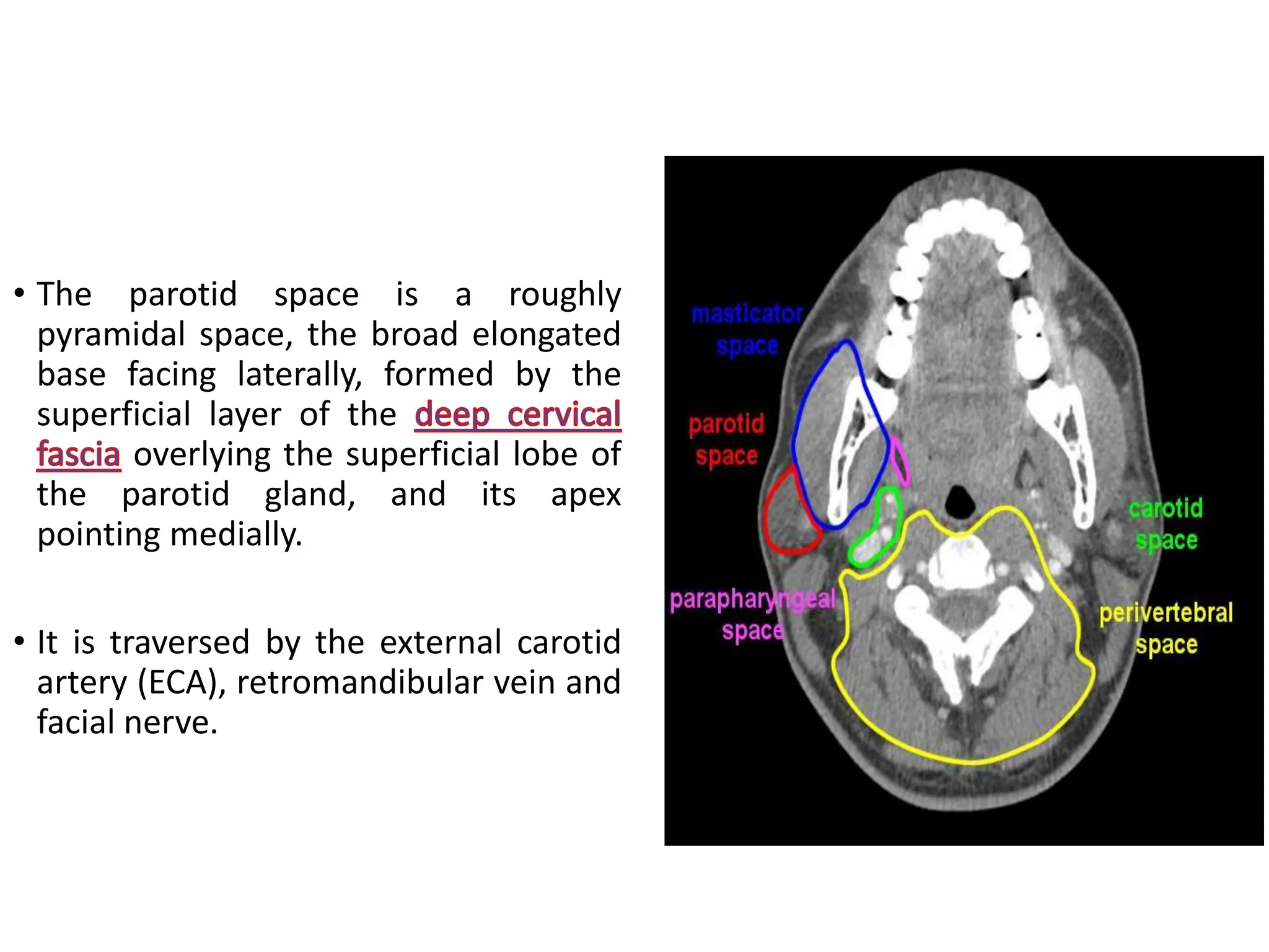 Anatomy of Deep Neck spaces Radiology Pictorial representation | PPTX