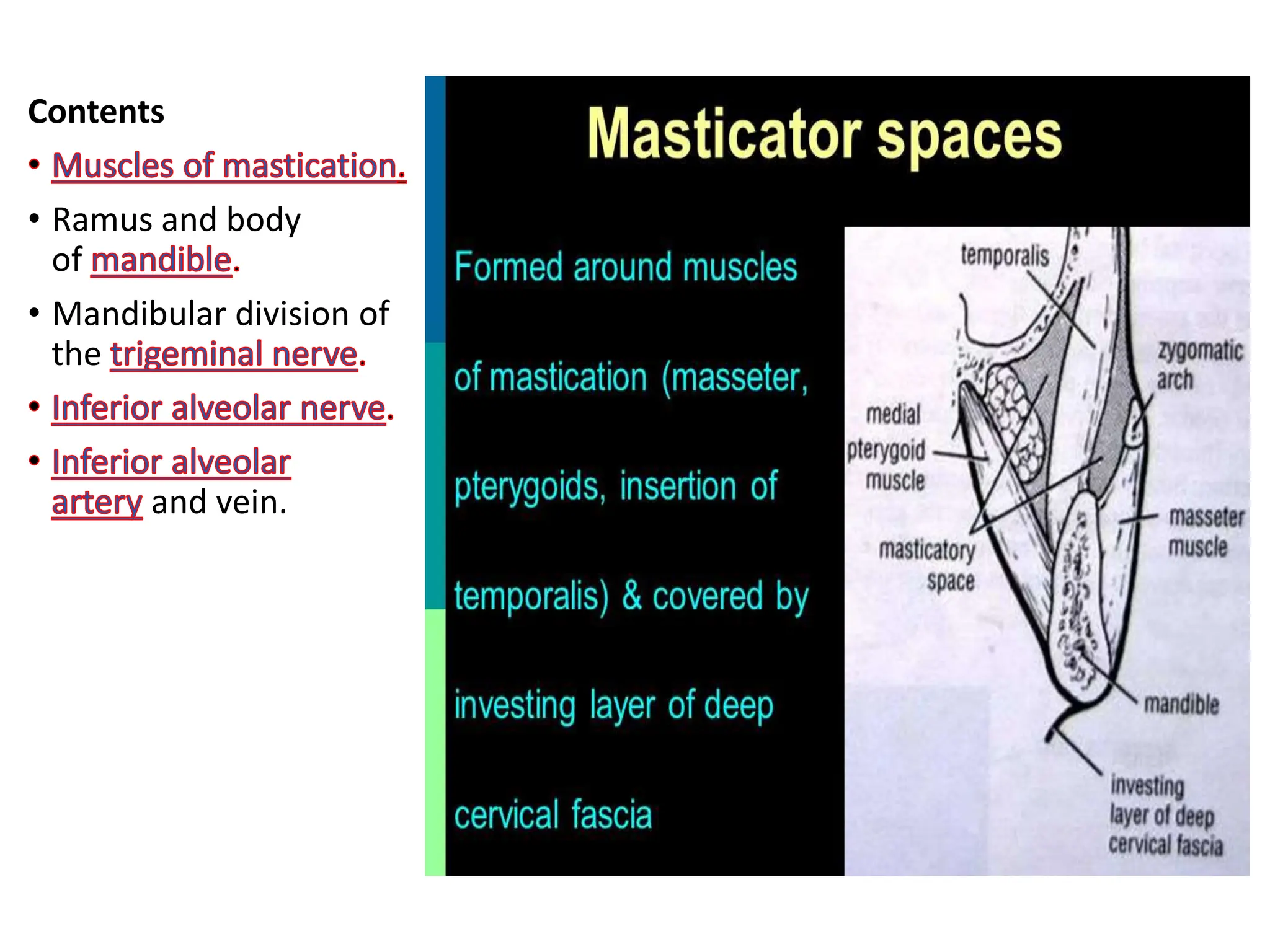 Anatomy of Deep Neck spaces Radiology Pictorial representation | PPTX