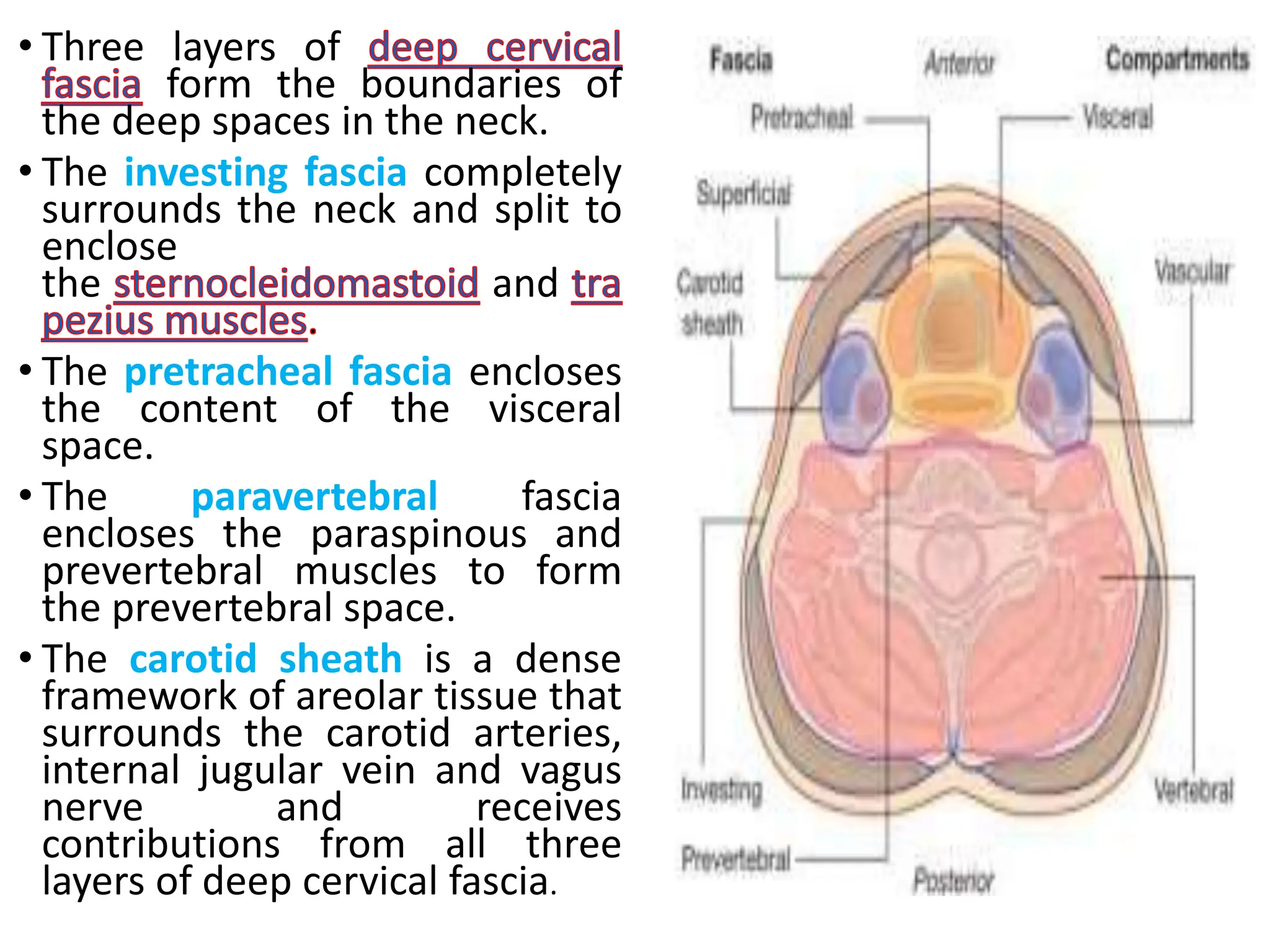 Anatomy of Deep Neck spaces Radiology Pictorial representation | PPTX