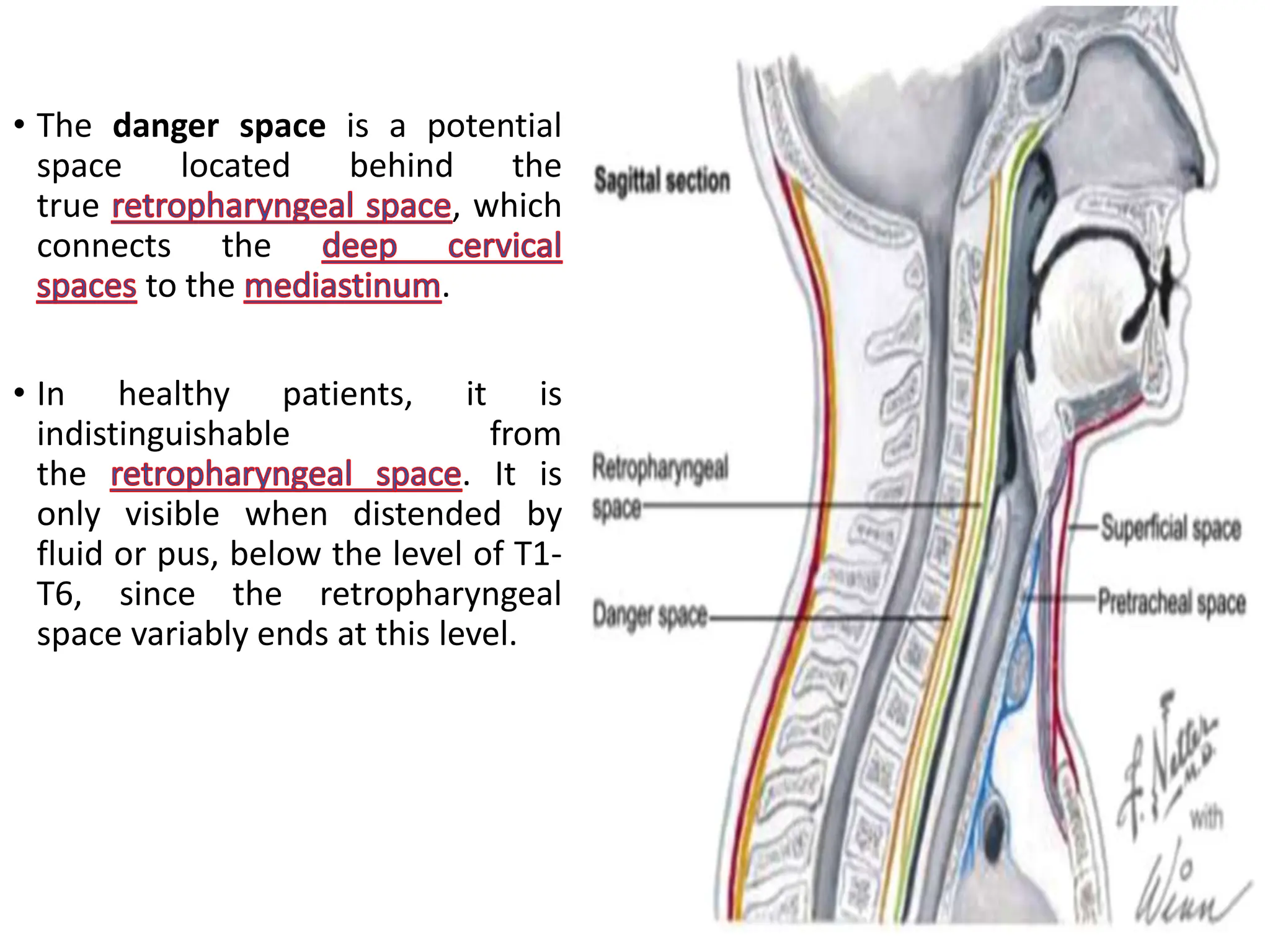 Anatomy of Deep Neck spaces Radiology Pictorial representation | PPTX
