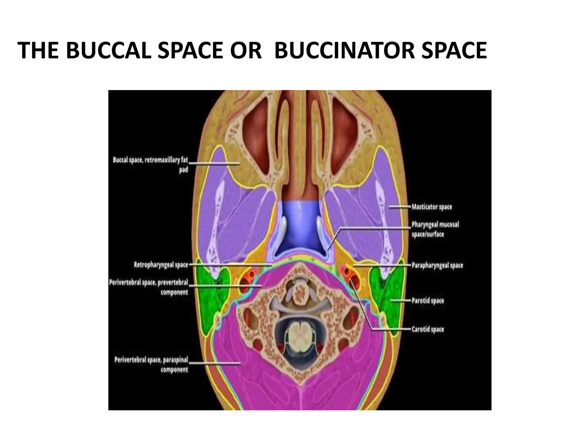 Anatomy of Deep Neck spaces Radiology Pictorial representation | PPTX
