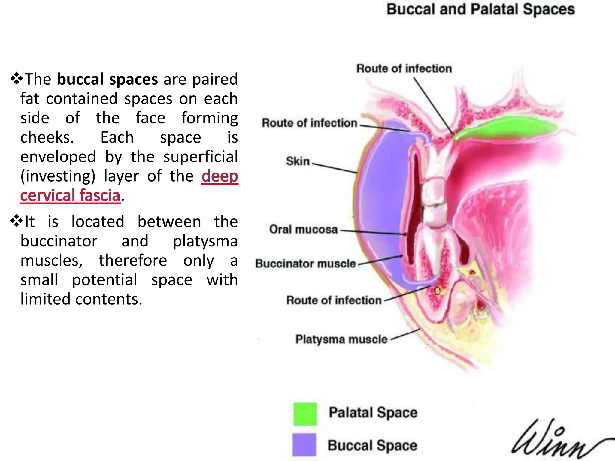 Anatomy of Deep Neck spaces Radiology Pictorial representation | PPTX