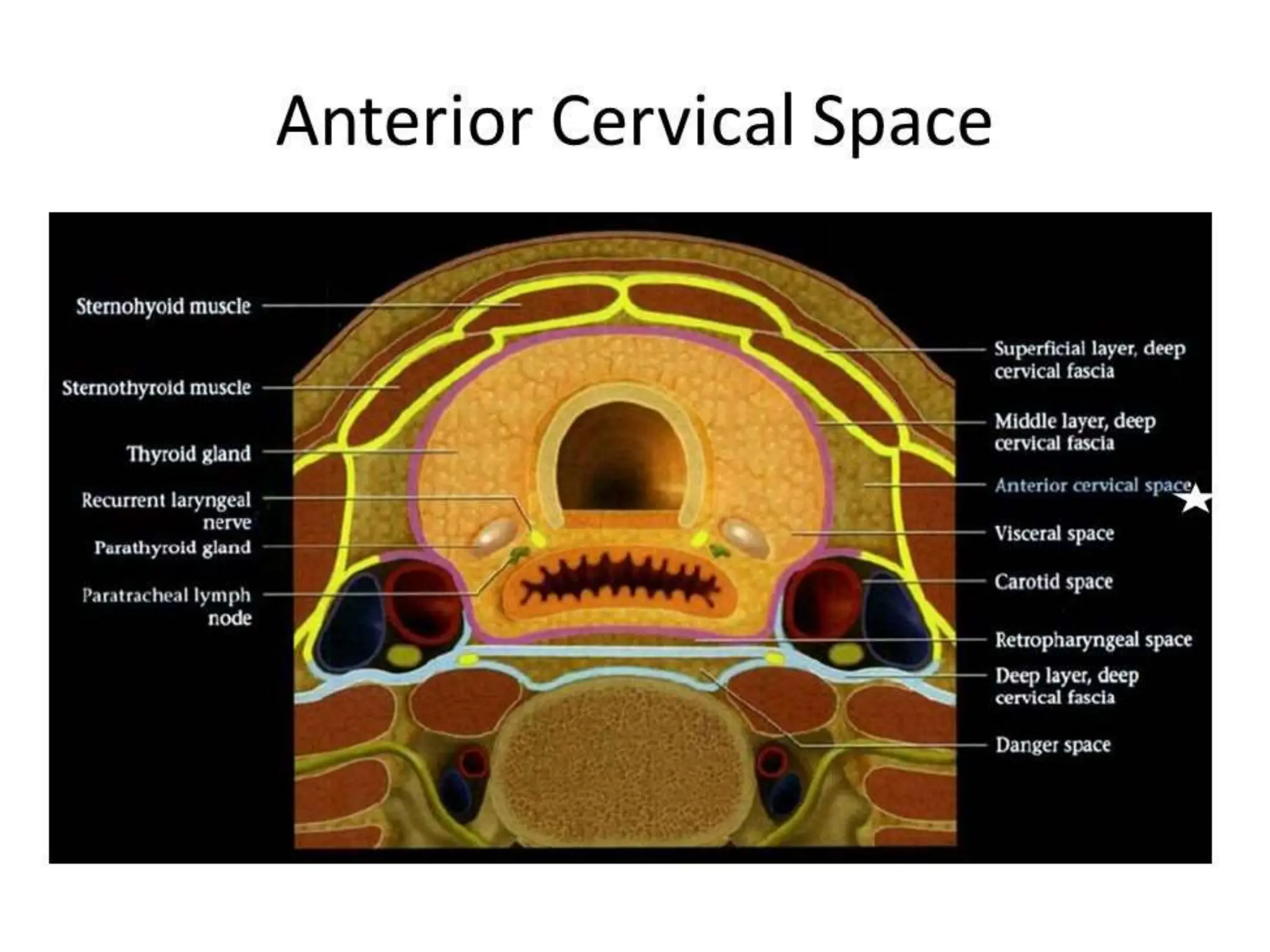 Anatomy of Deep Neck spaces Radiology Pictorial representation | PPTX